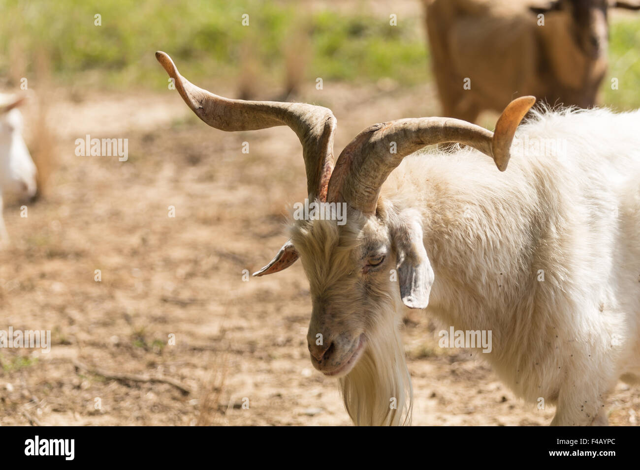 billy goat 3 Stock Photo - Alamy