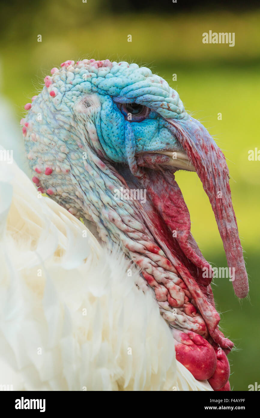turkey head 7 Stock Photo - Alamy