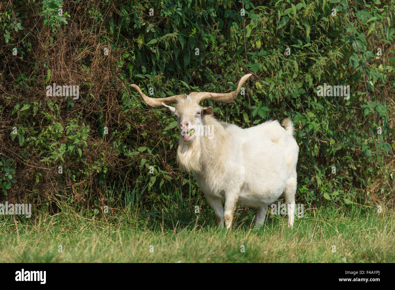 billy goat 1 Stock Photo - Alamy