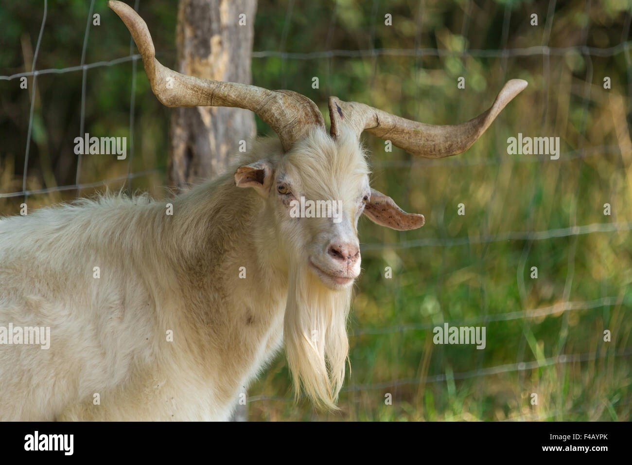 billy goat 2 Stock Photo - Alamy