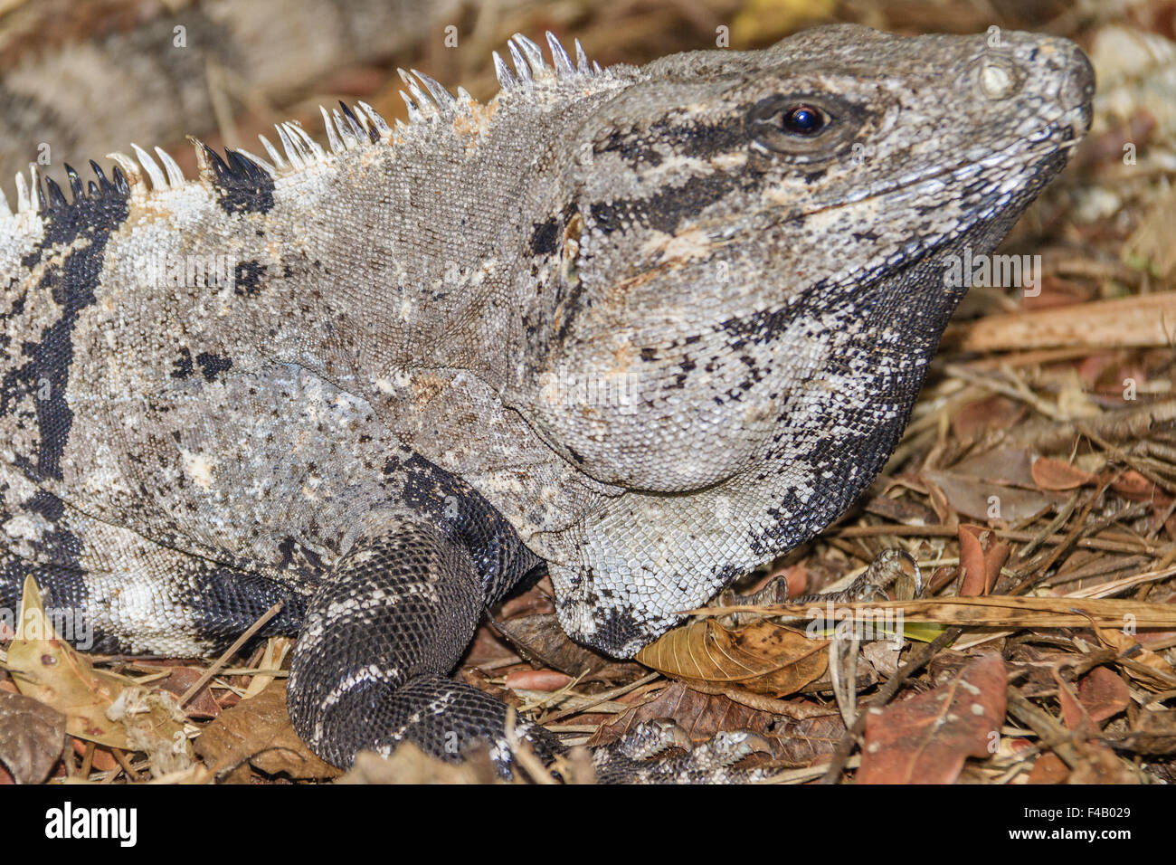 Squamate hi-res stock photography and images - Alamy