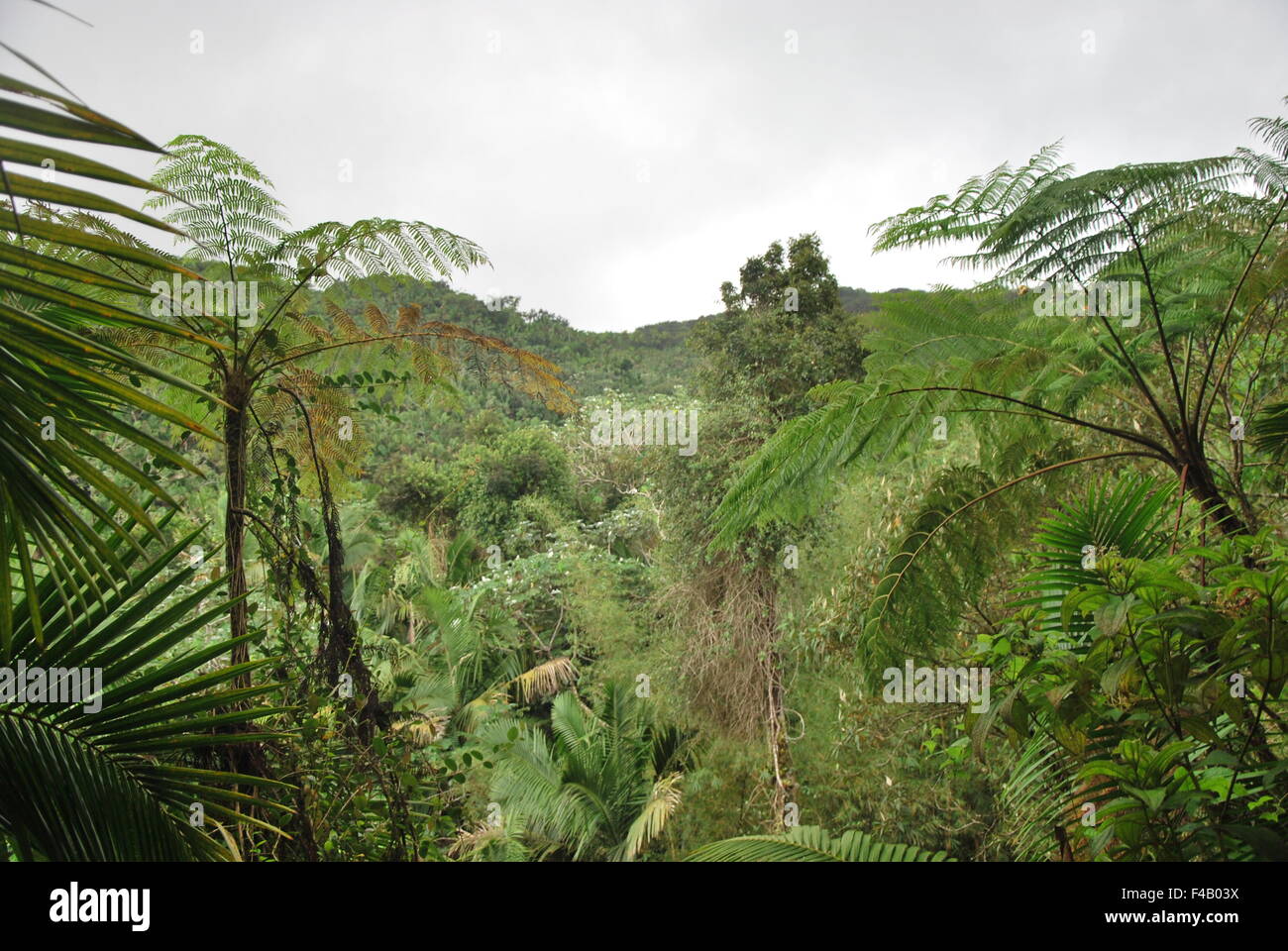 Yunque wald hi-res stock photography and images - Alamy