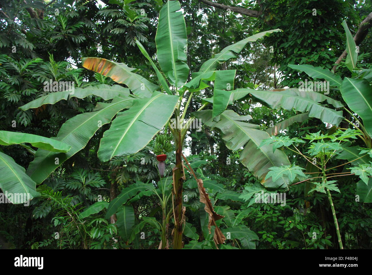 Flowers el yunque hi-res stock photography and images - Alamy