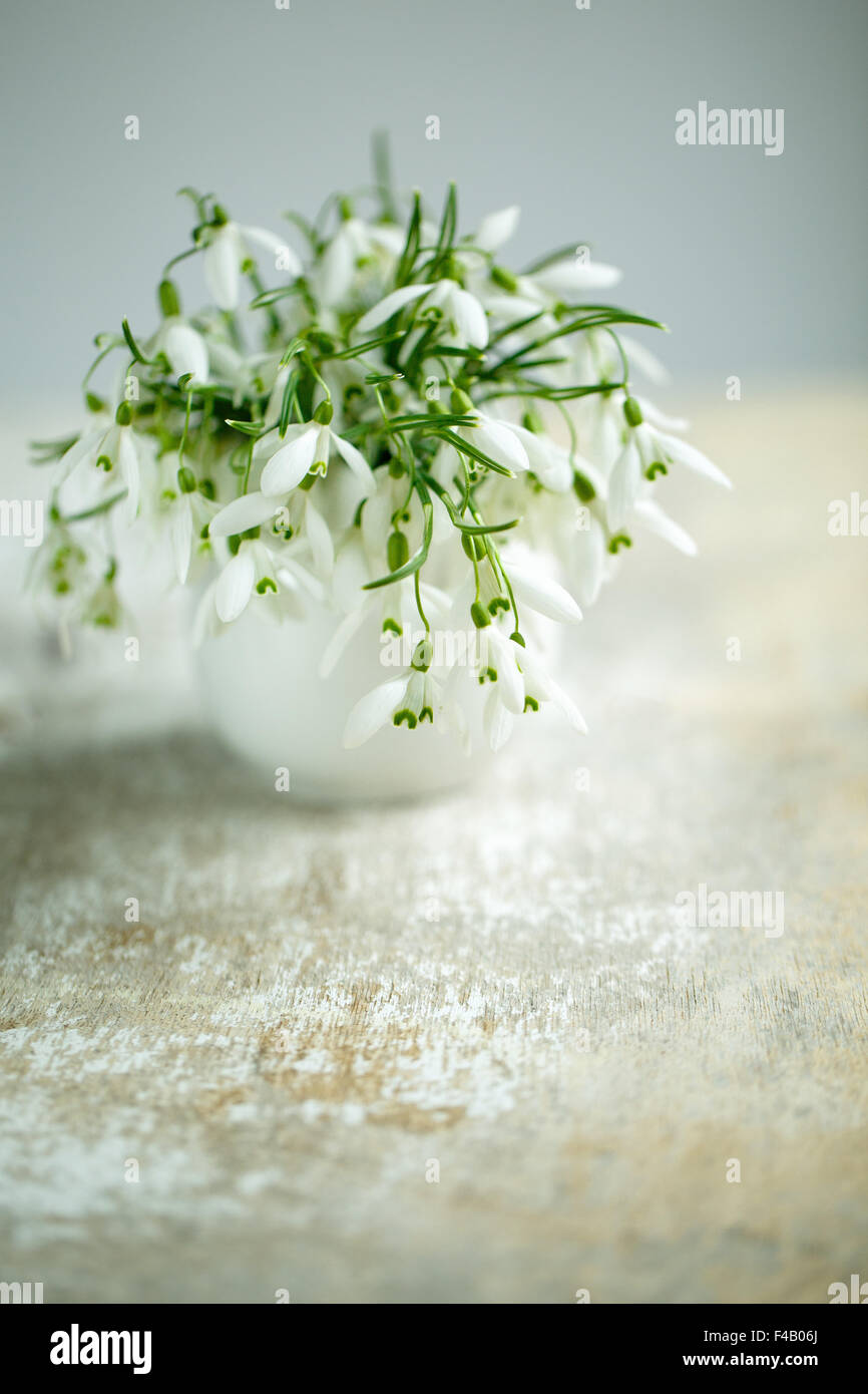 Snowdrop vase hi-res stock photography and images - Alamy