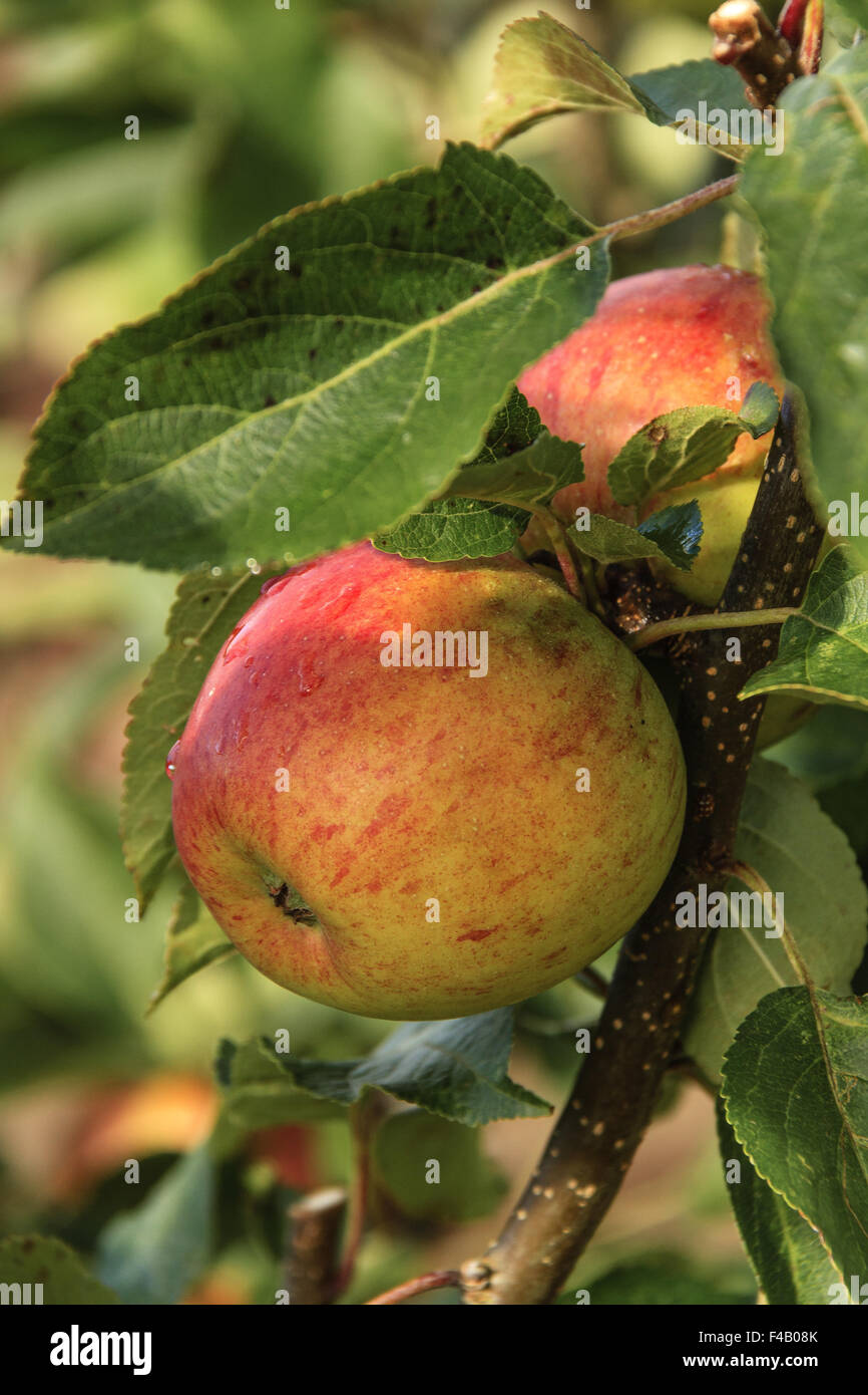 Uk apples tree hi-res stock photography and images - Alamy