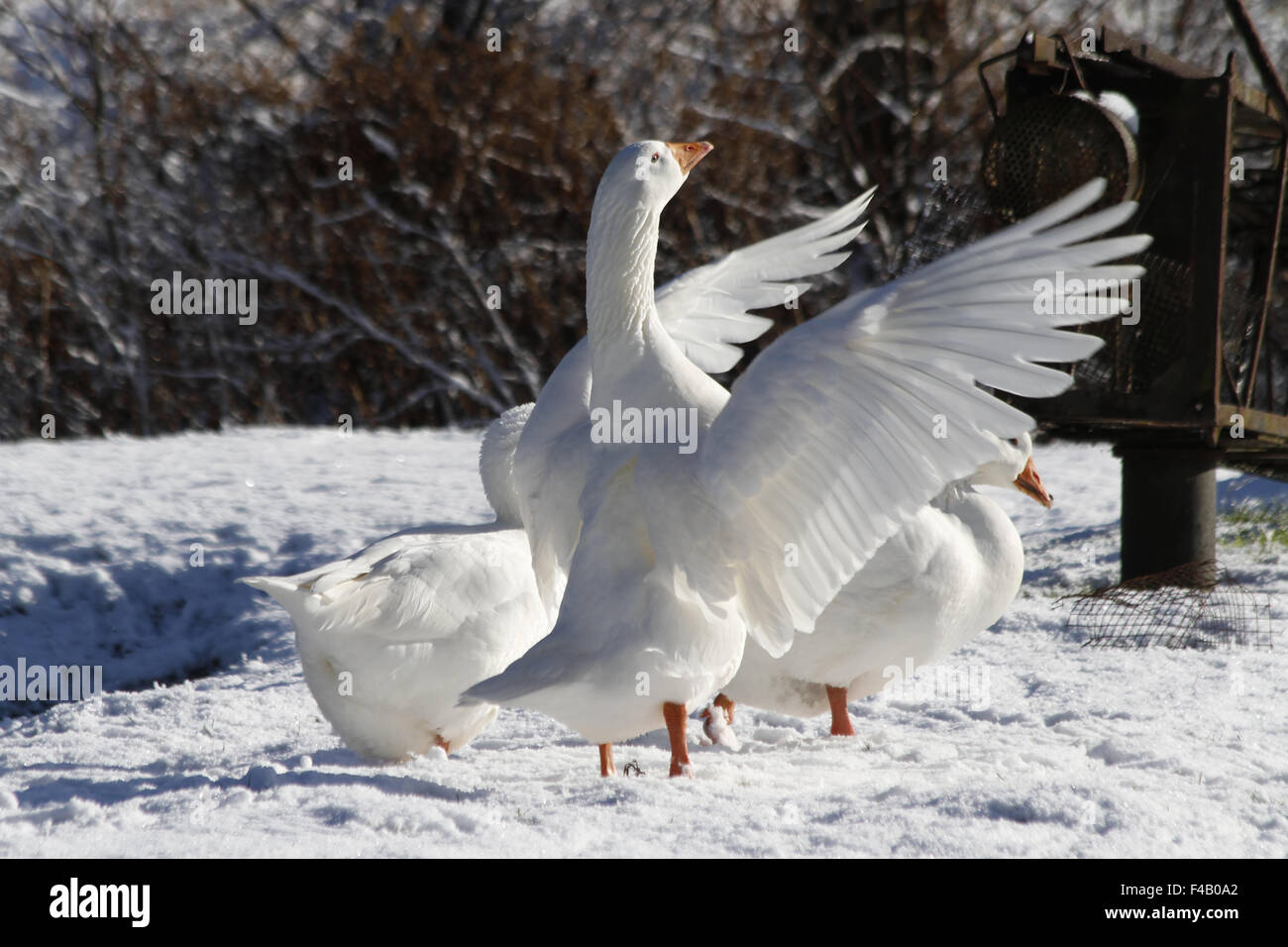 Domestic geese hi-res stock photography and images - Alamy