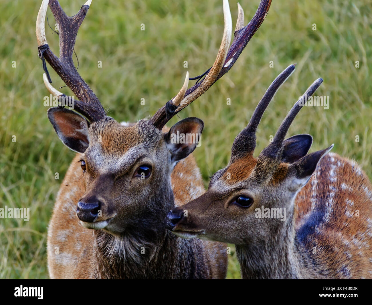 Pair Of Sika Deer (Cervus nippon Stock Photo - Alamy