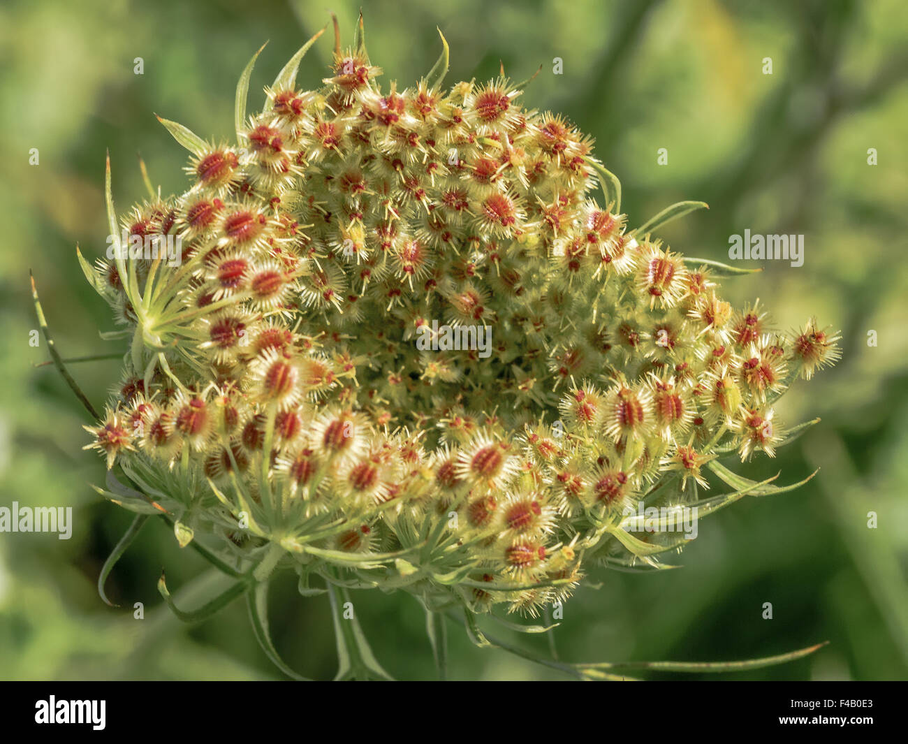 Wild Carrot (Daucus carota) Seedhead Stock Photo - Alamy