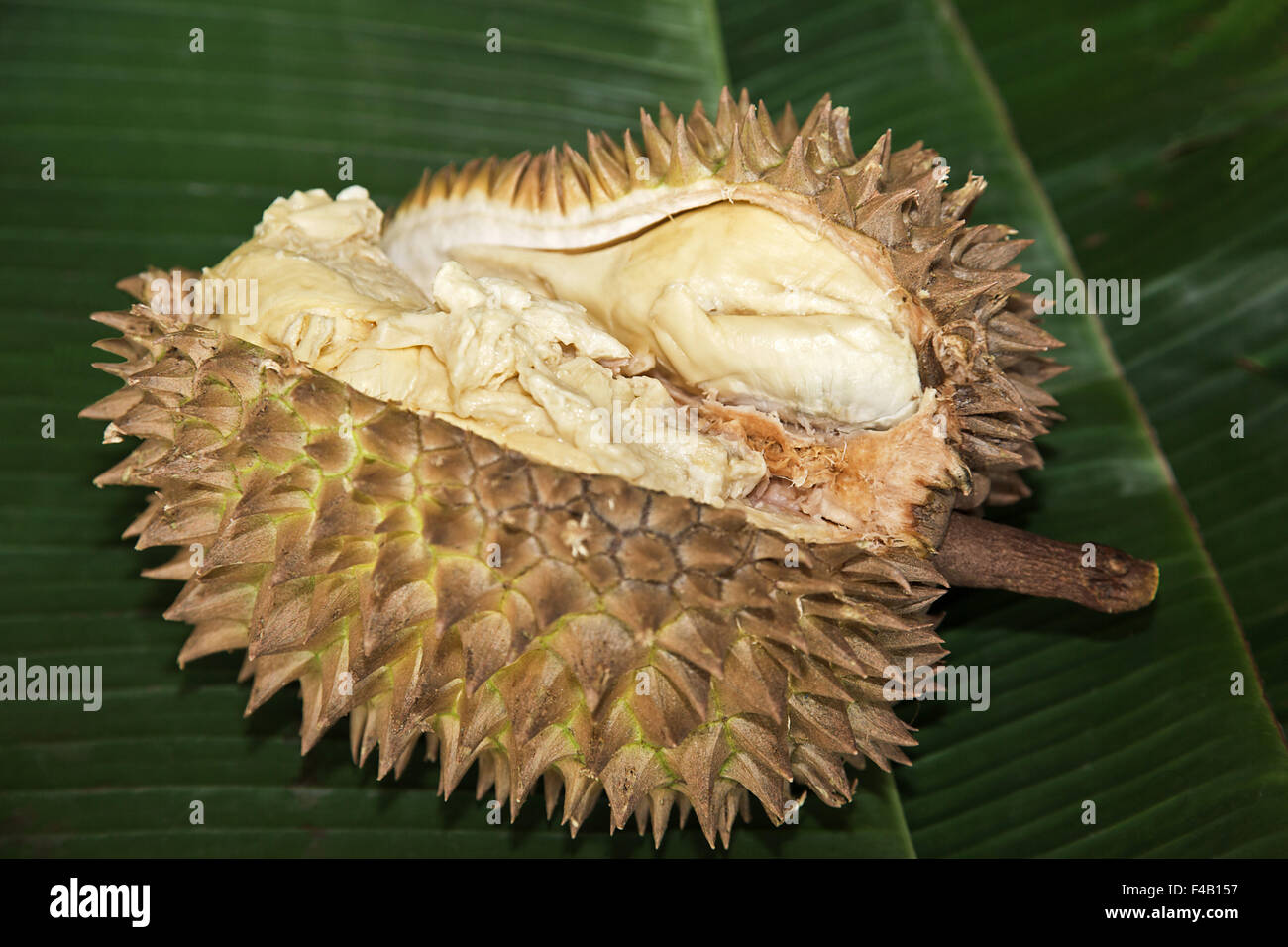 Open durian hi-res stock photography and images - Alamy