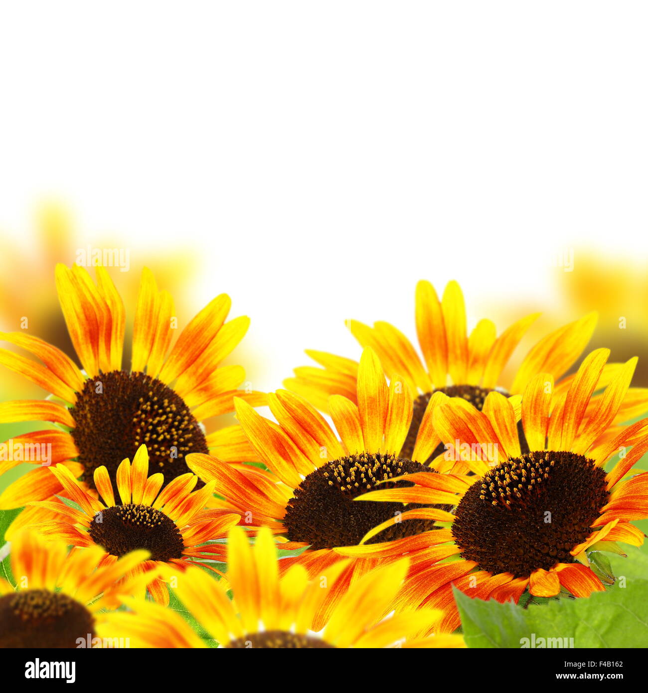 Red sunflowers hi-res stock photography and images - Alamy