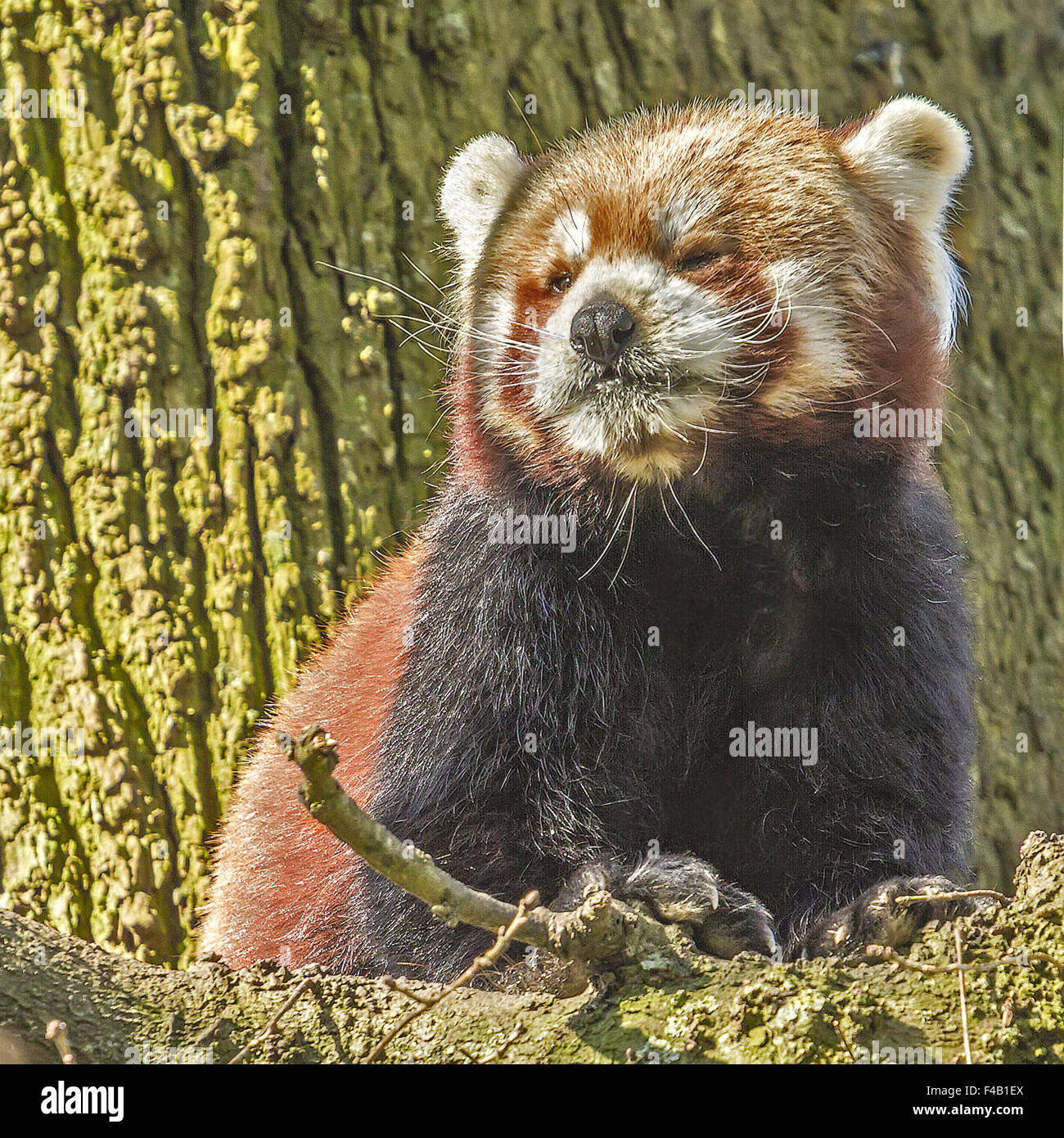 Red Panda (Ailurus fulgens Stock Photo - Alamy