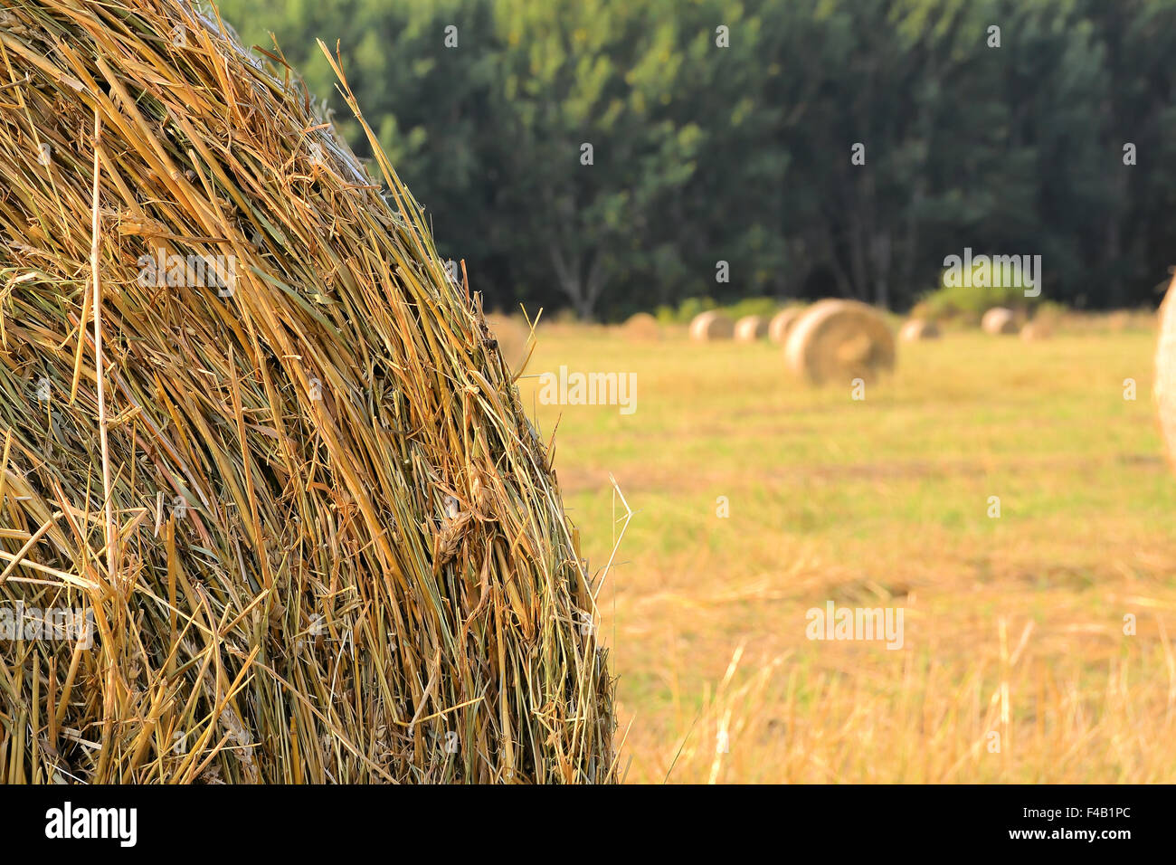Straw on a field Stock Photo - Alamy