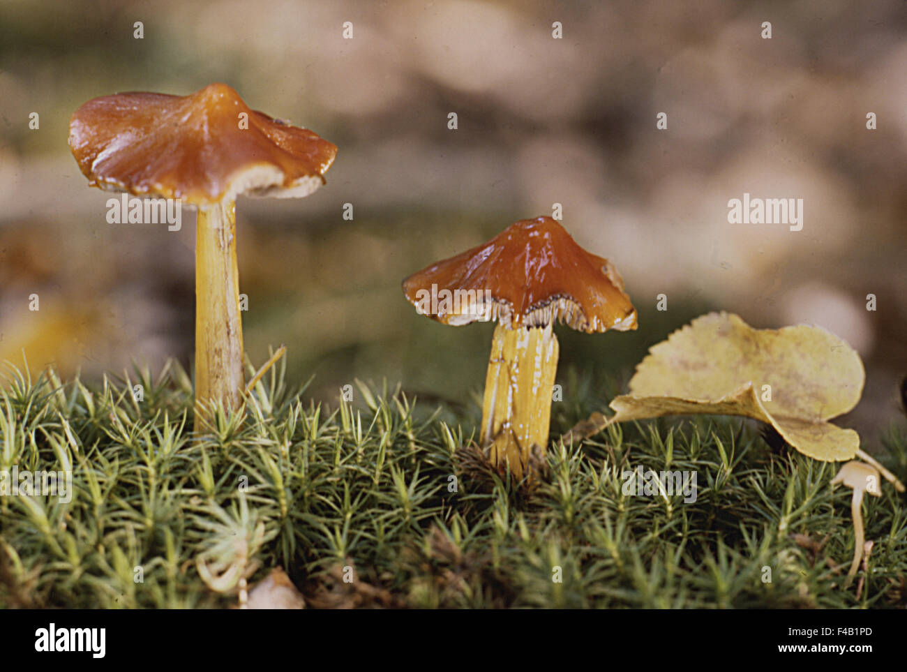Waxy caps hi-res stock photography and images - Alamy