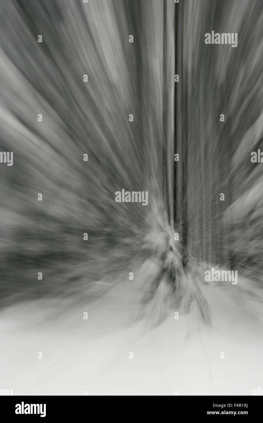 Abstract winter forest hi-res stock photography and images - Alamy