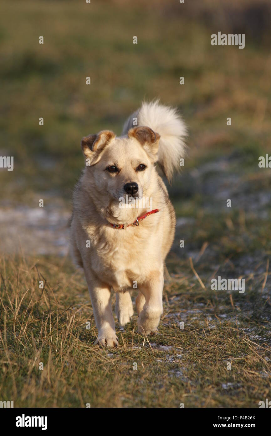 Dog moving hi-res stock photography and images - Alamy