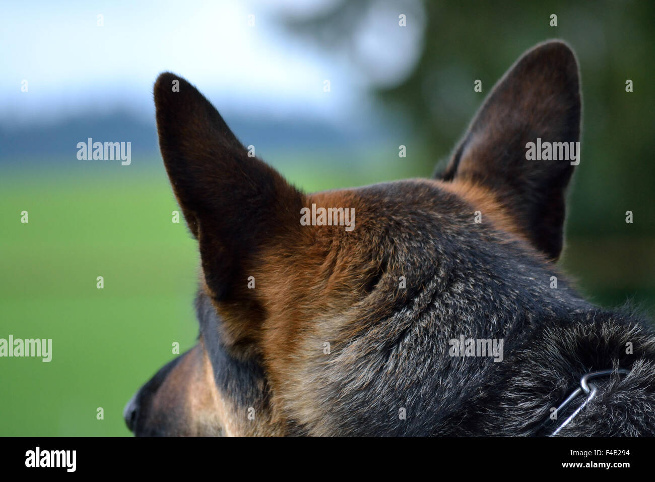 German shepherd head hi-res stock photography and images - Alamy