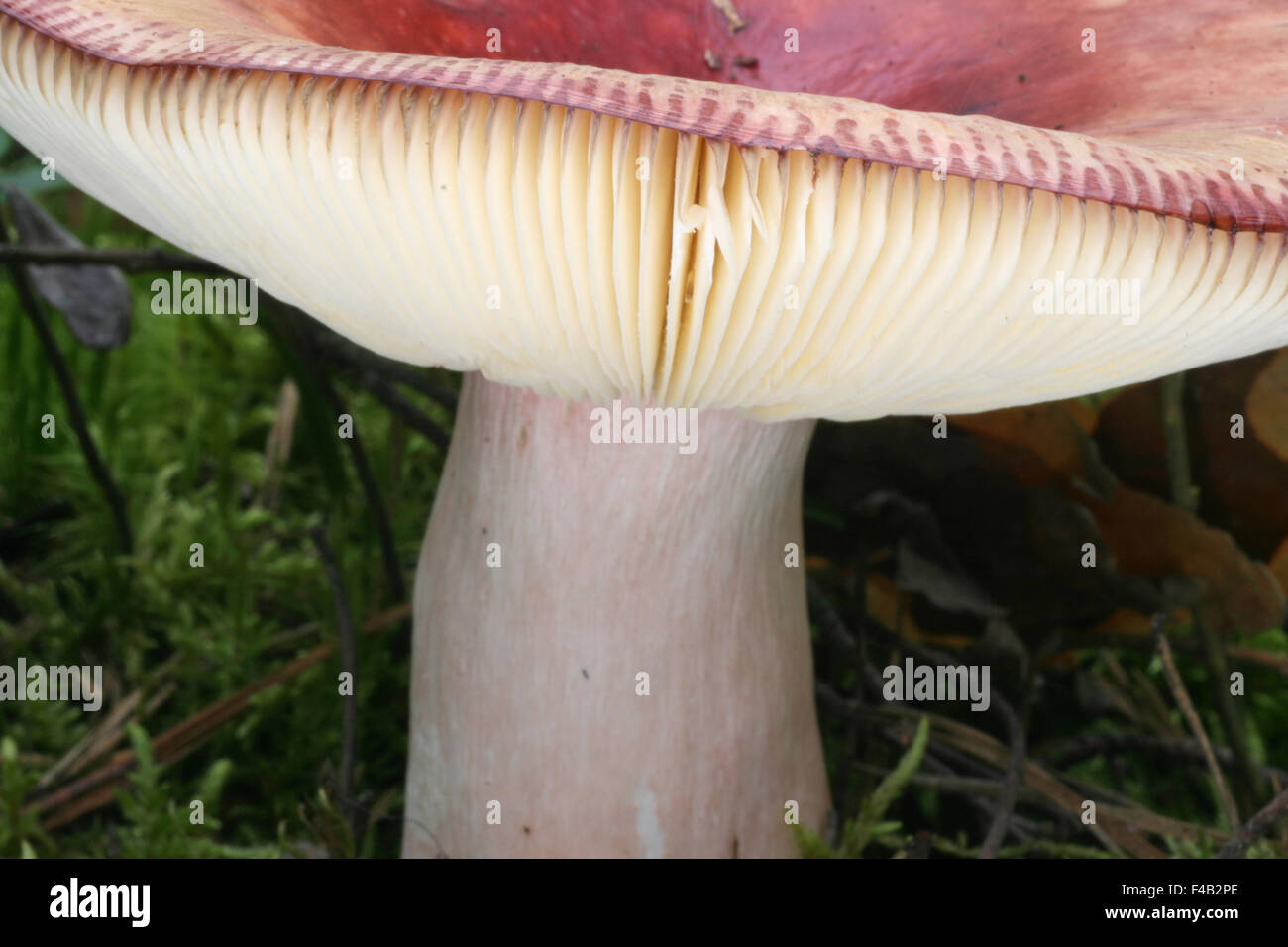 Russula hi-res stock photography and images - Alamy