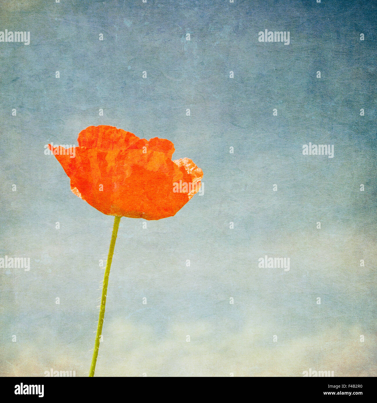 Vintage image of poppy Stock Photo - Alamy