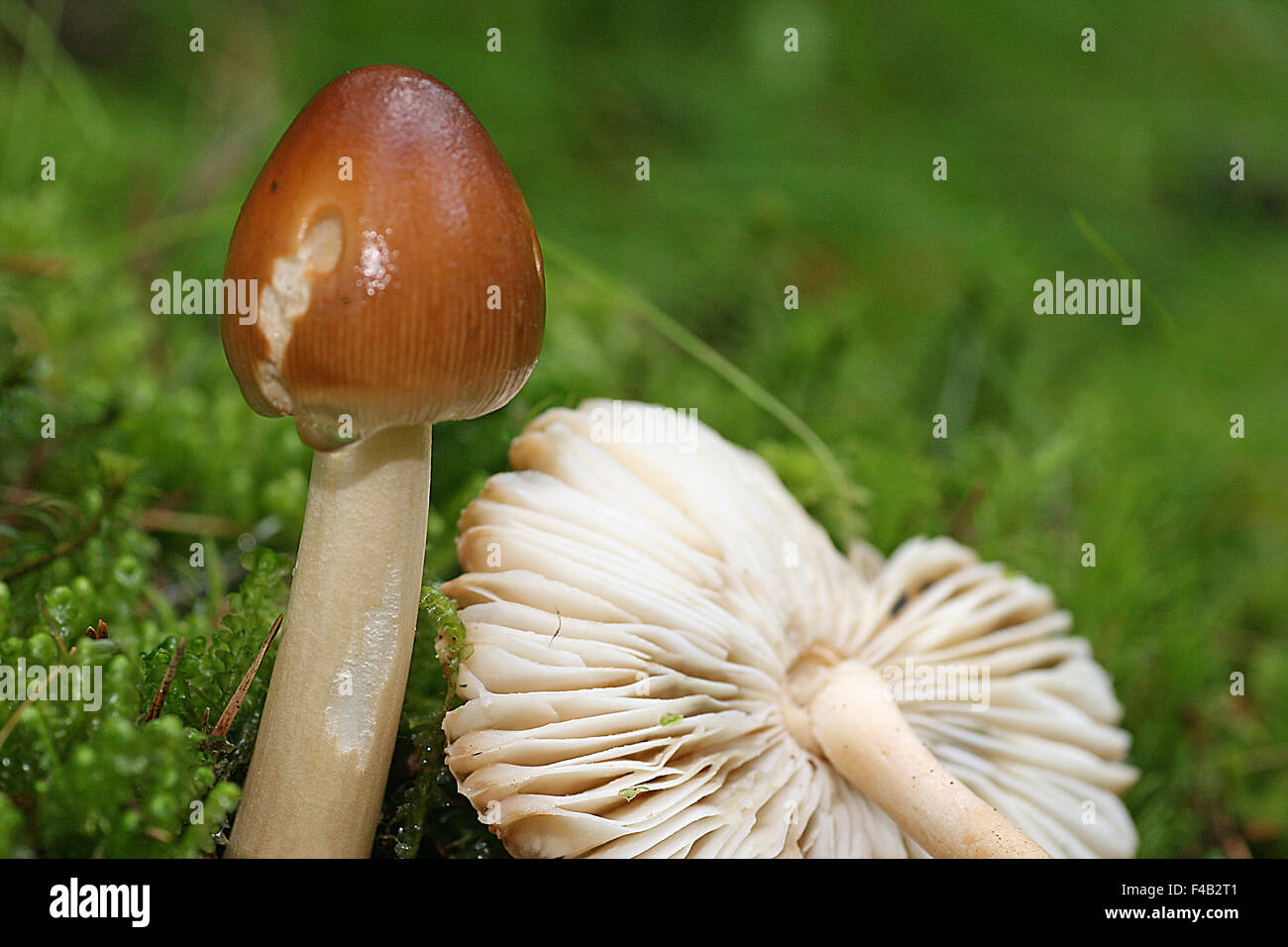 Grisette High Resolution Stock Photography and Images - Alamy