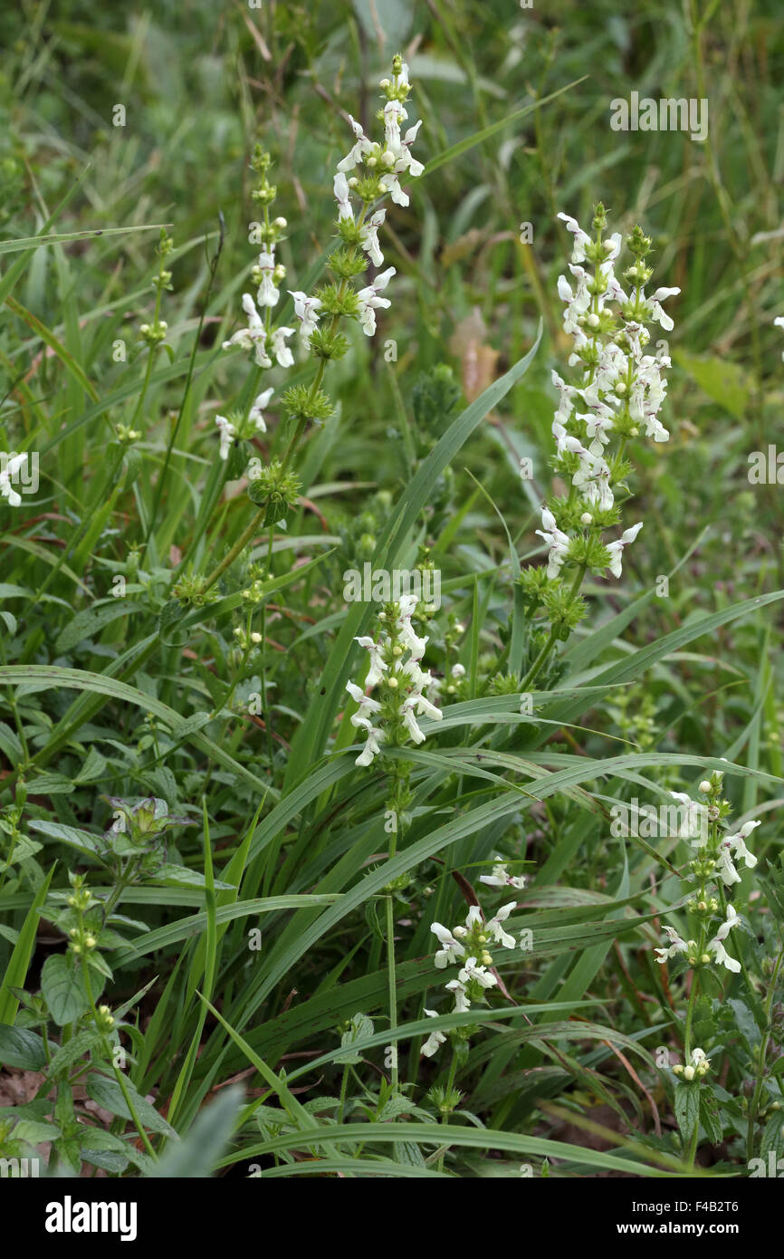 Stachys recta, Stiff Hedgenettle Stock Photo - Alamy