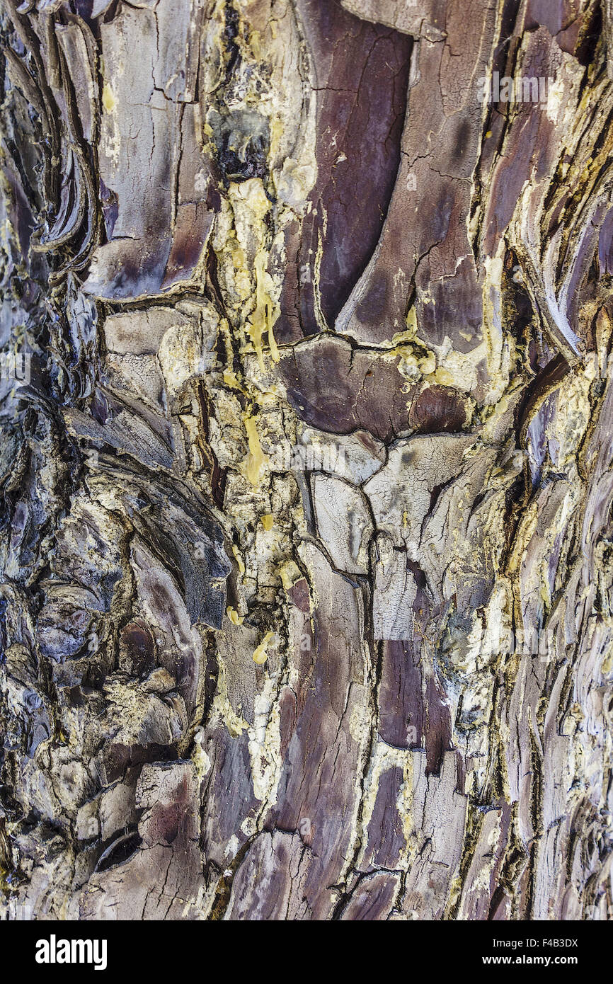 Pine Tree Bark Texture Spain Stock Photo - Alamy