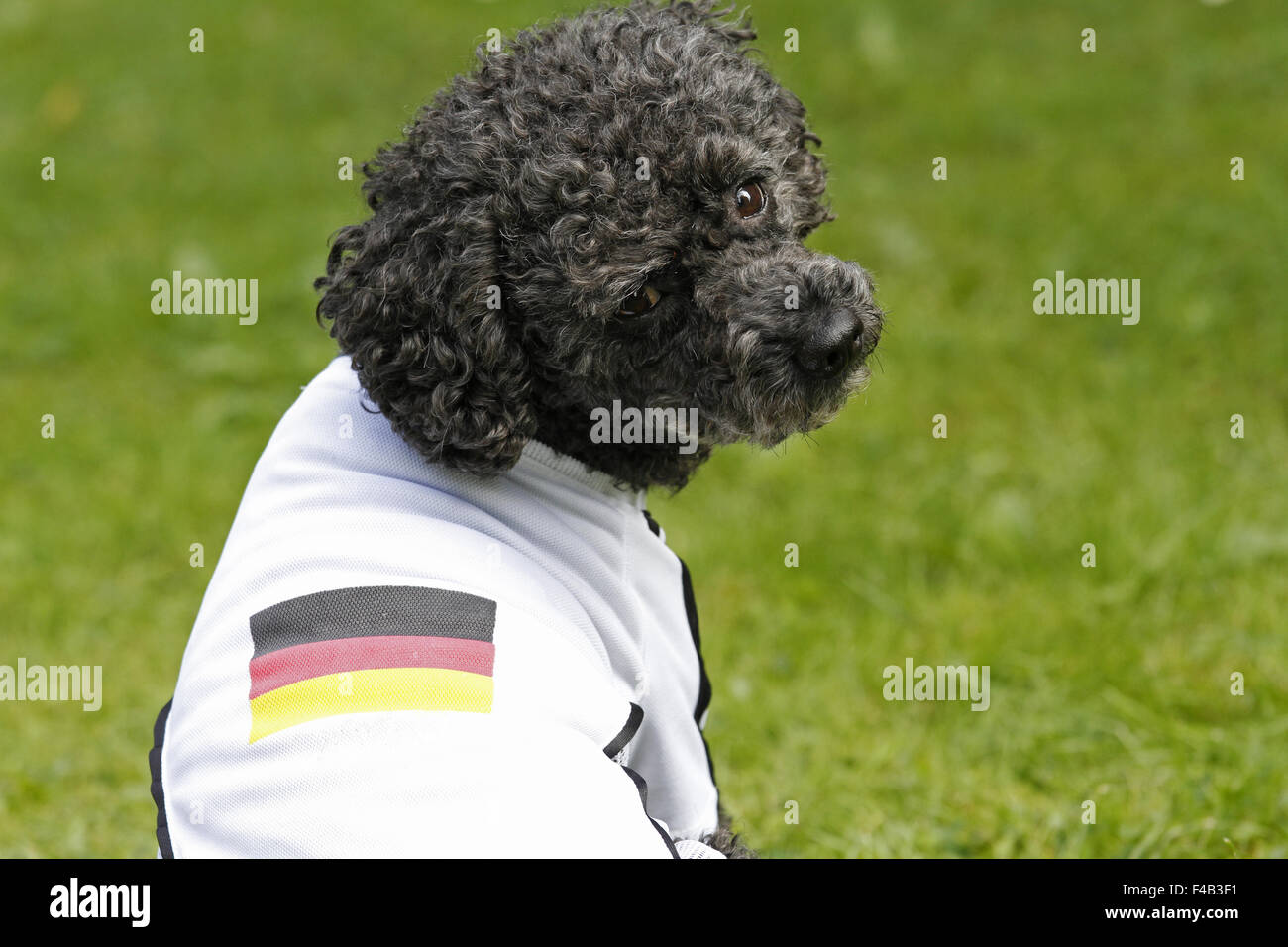 Funny football shirt hi-res stock photography and images - Alamy