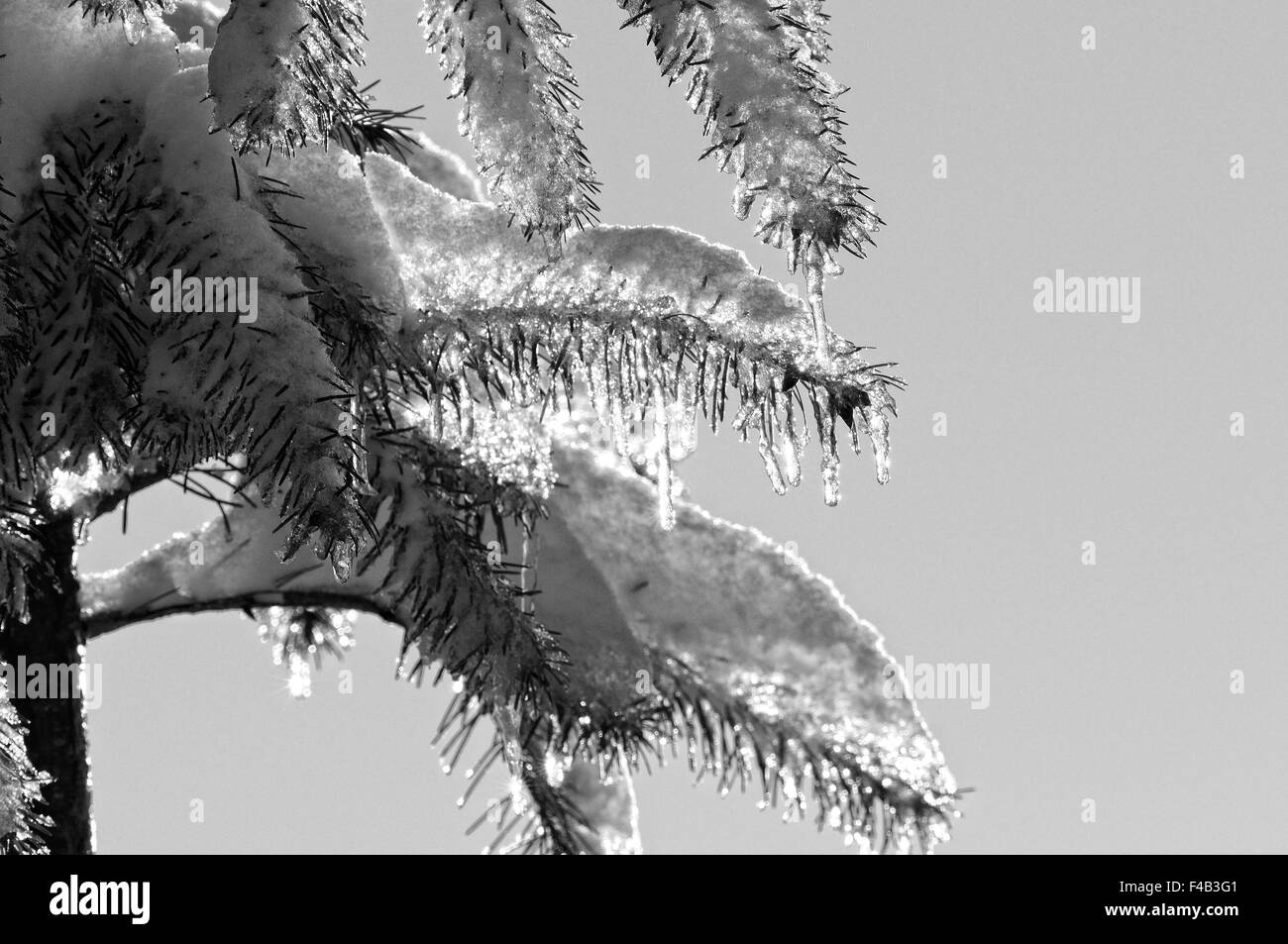 Black fir hi-res stock photography and images - Alamy