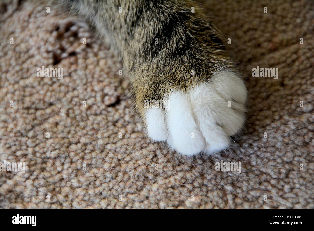 the paw of a kitten Stock Photo - Alamy