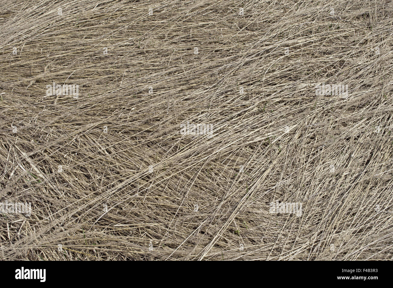 Hay texture hi-res stock photography and images - Alamy