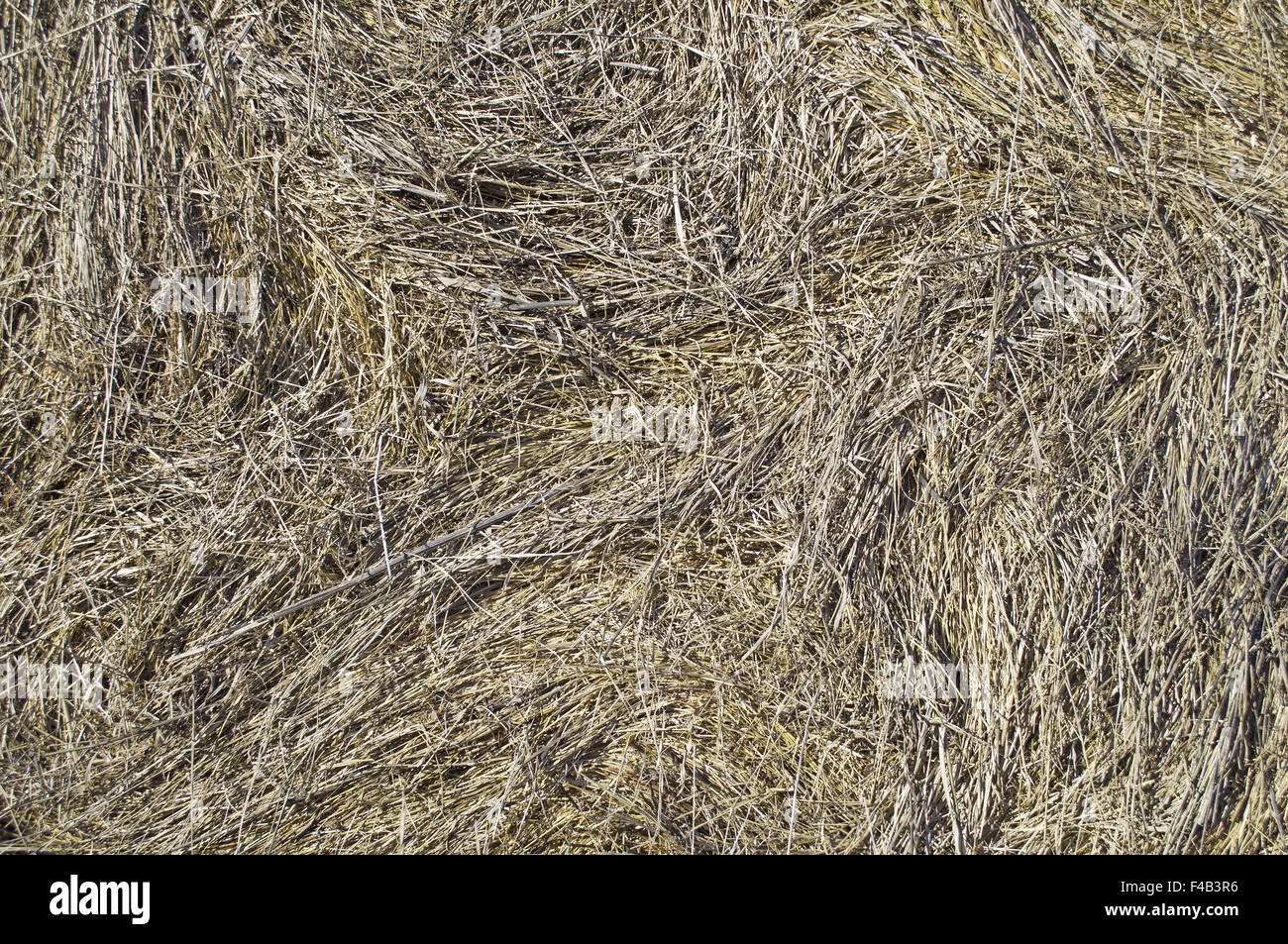 Hay texture hi-res stock photography and images - Alamy