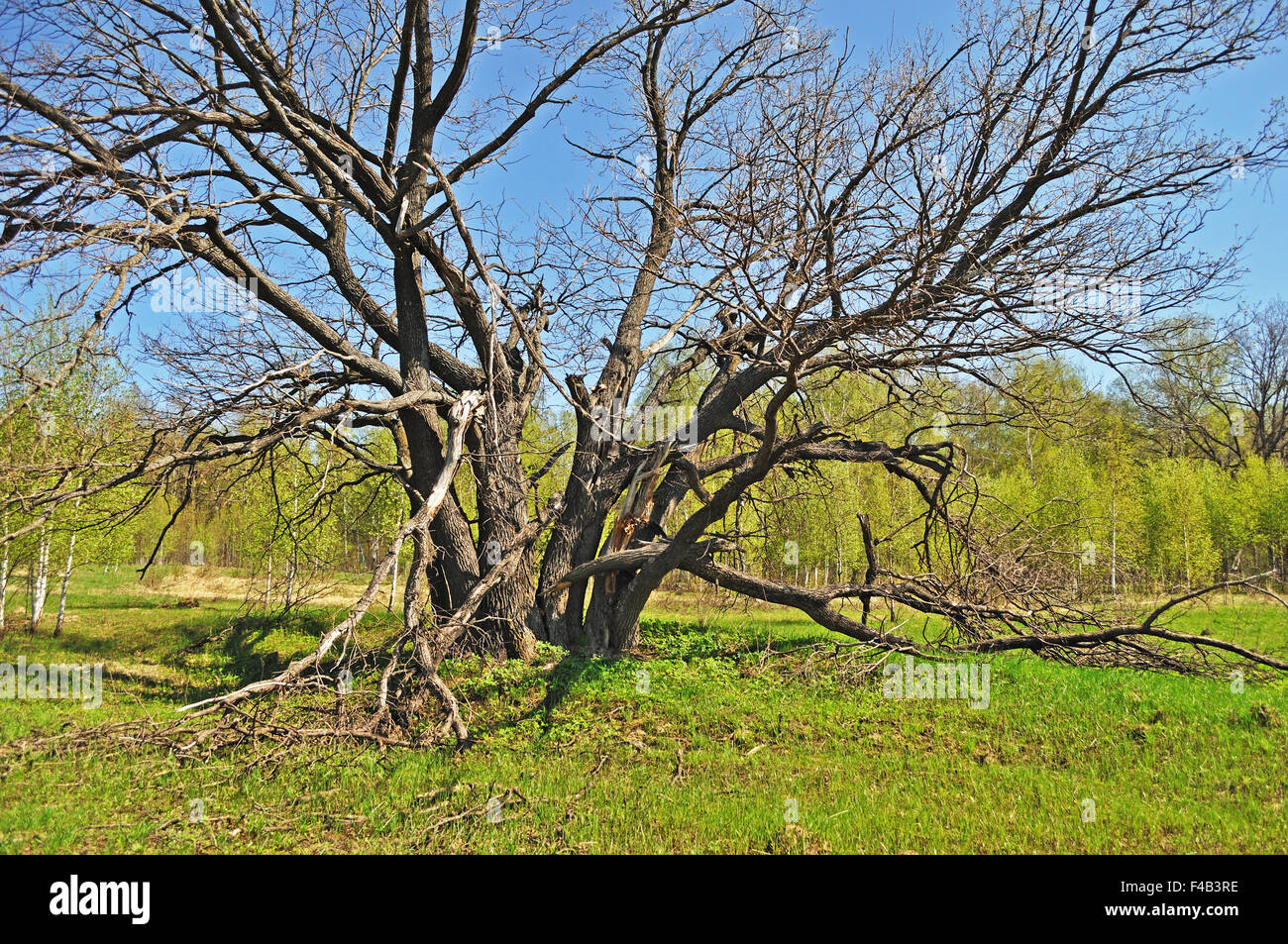 Old thick oak tree trunk at forest edge Stock Photo - Alamy