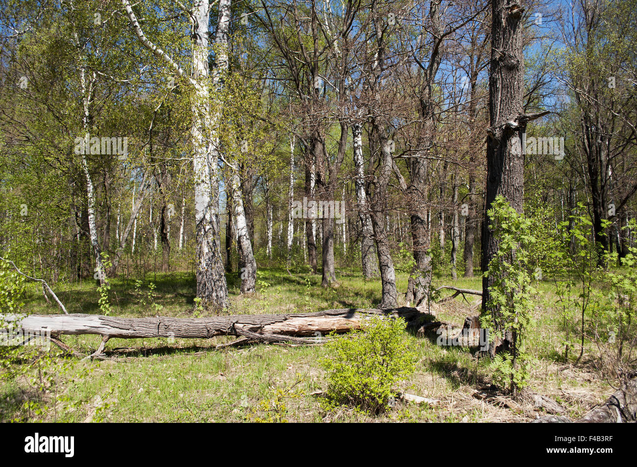 Spring daylight in forest hi-res stock photography and images - Alamy