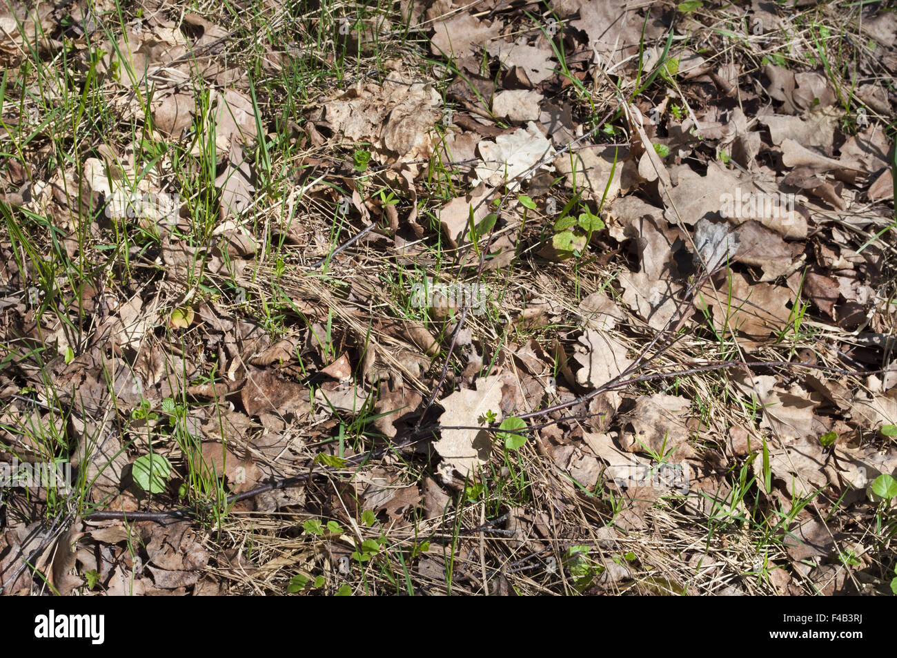 Old leaves background Stock Photo - Alamy