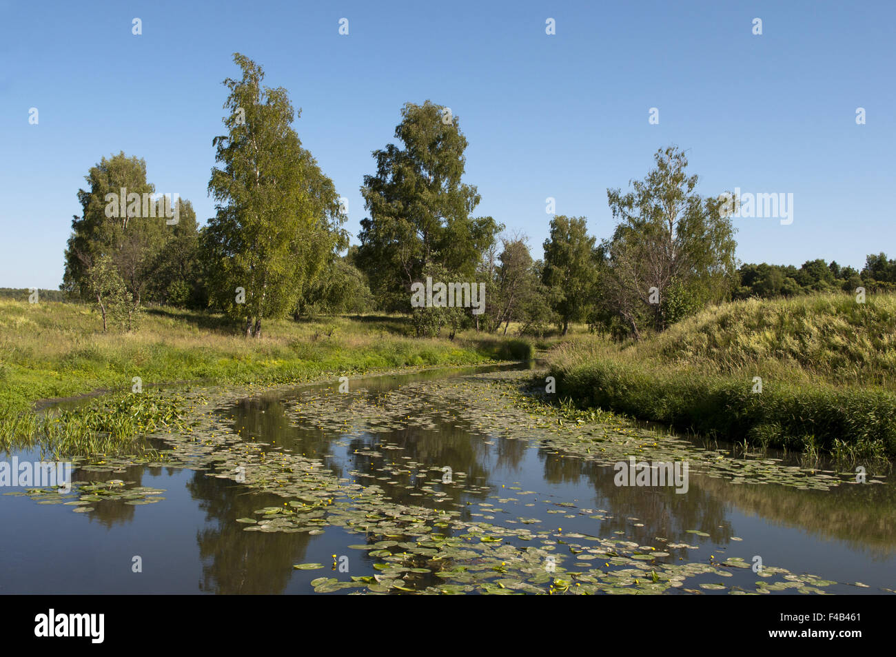 Riverbank of still river in summer time Stock Photo - Alamy