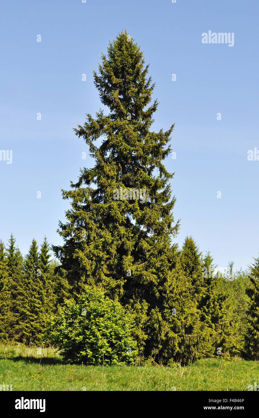 Solitary fir tree at forest edge Stock Photo - Alamy