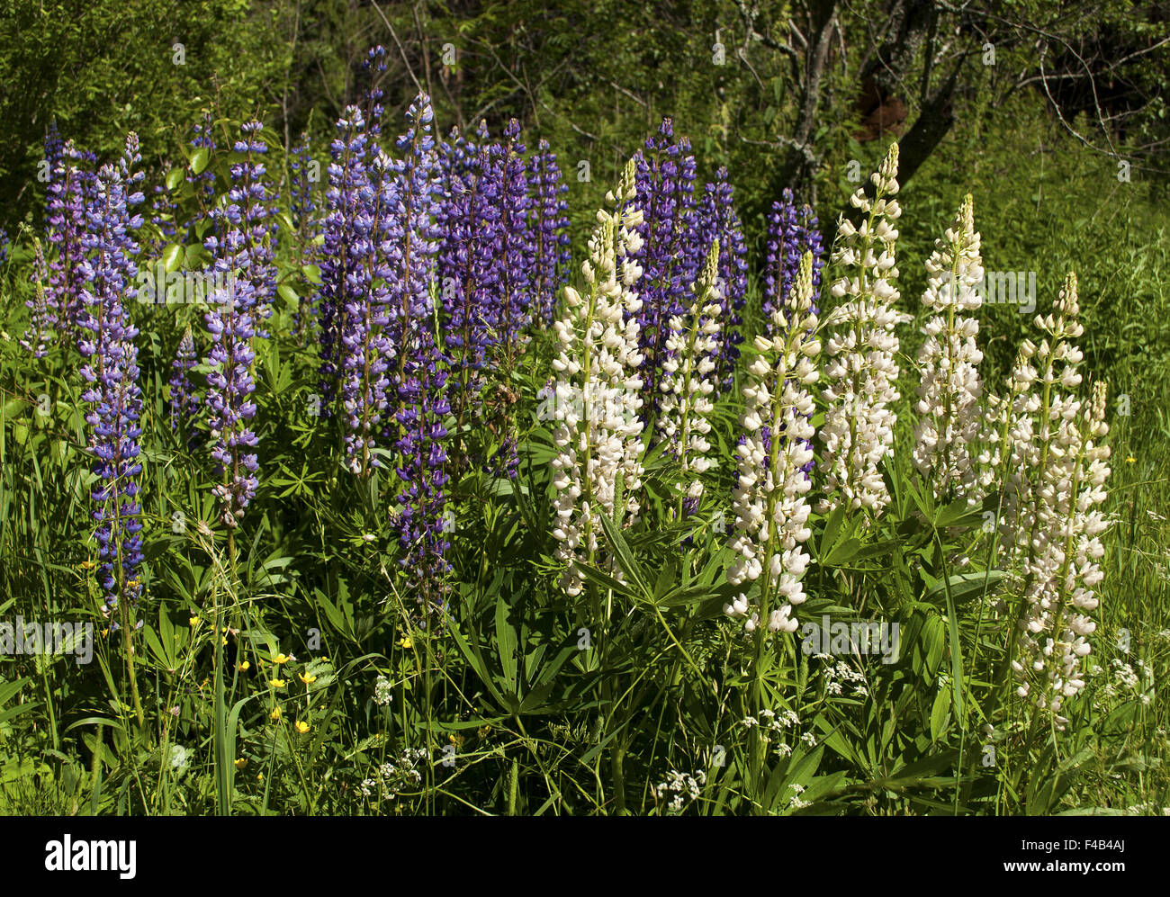 Lupines in forest hi-res stock photography and images - Alamy
