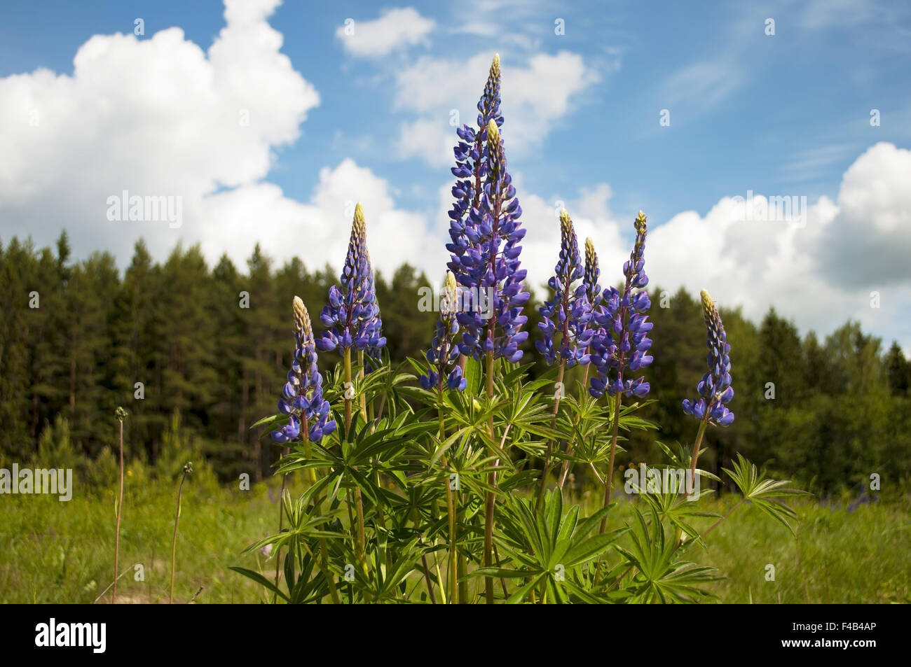 Landscape green meadow lupins hi-res stock photography and images - Alamy