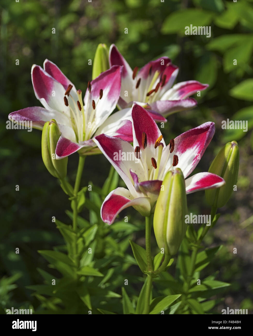 Lily grass hi-res stock photography and images - Alamy