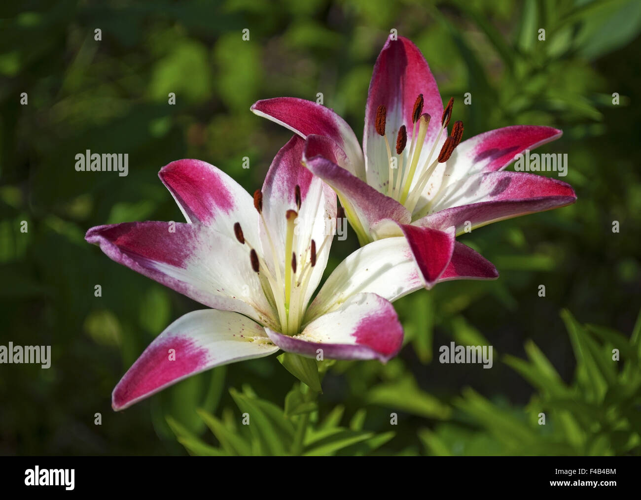 Two blooming lilies Stock Photo - Alamy