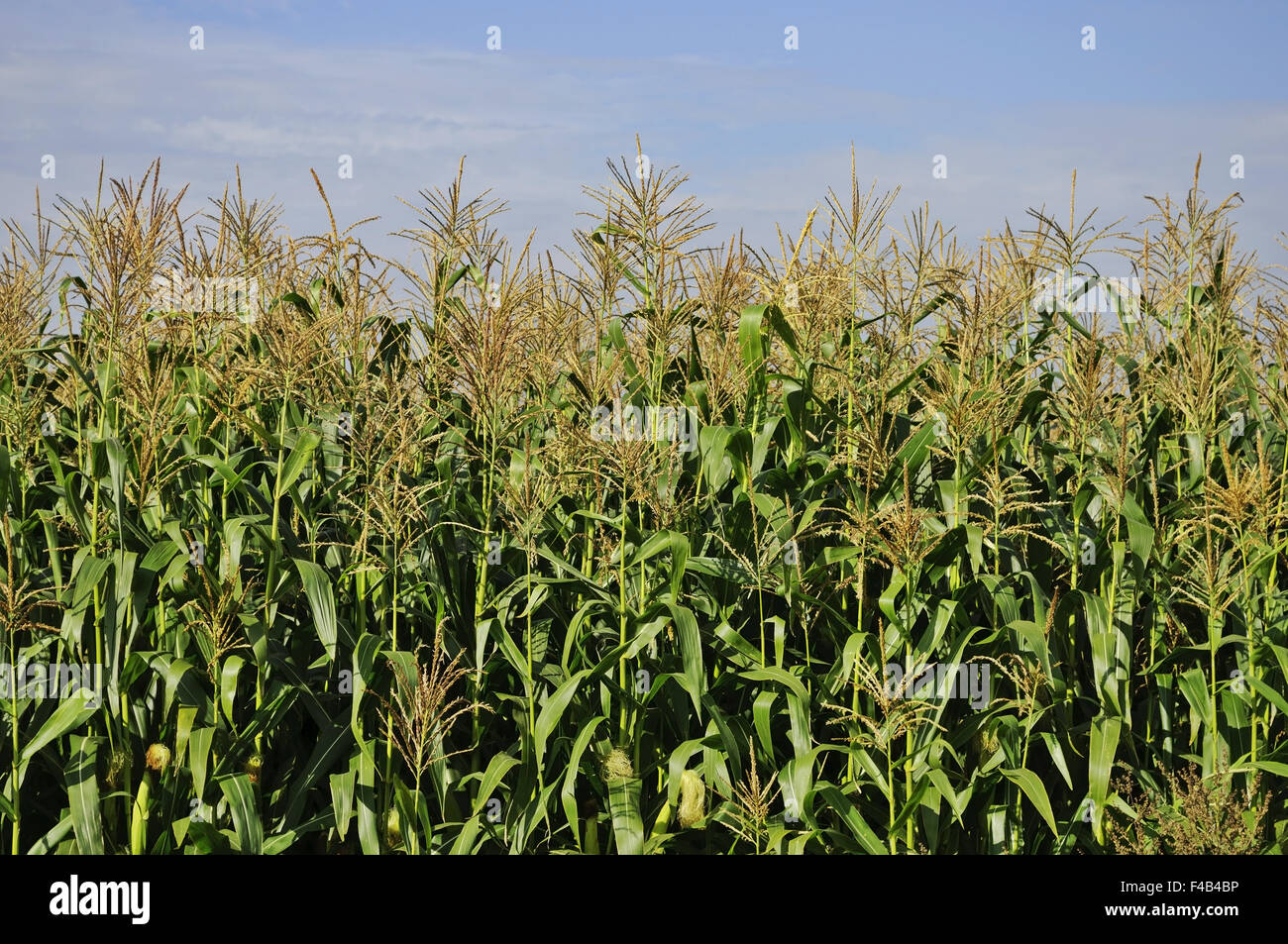 Green corn field Stock Photo - Alamy