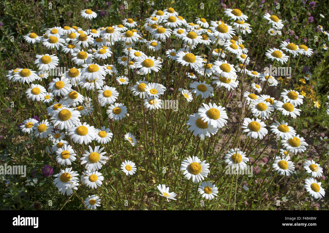 Daisies meadow ground hi-res stock photography and images - Alamy