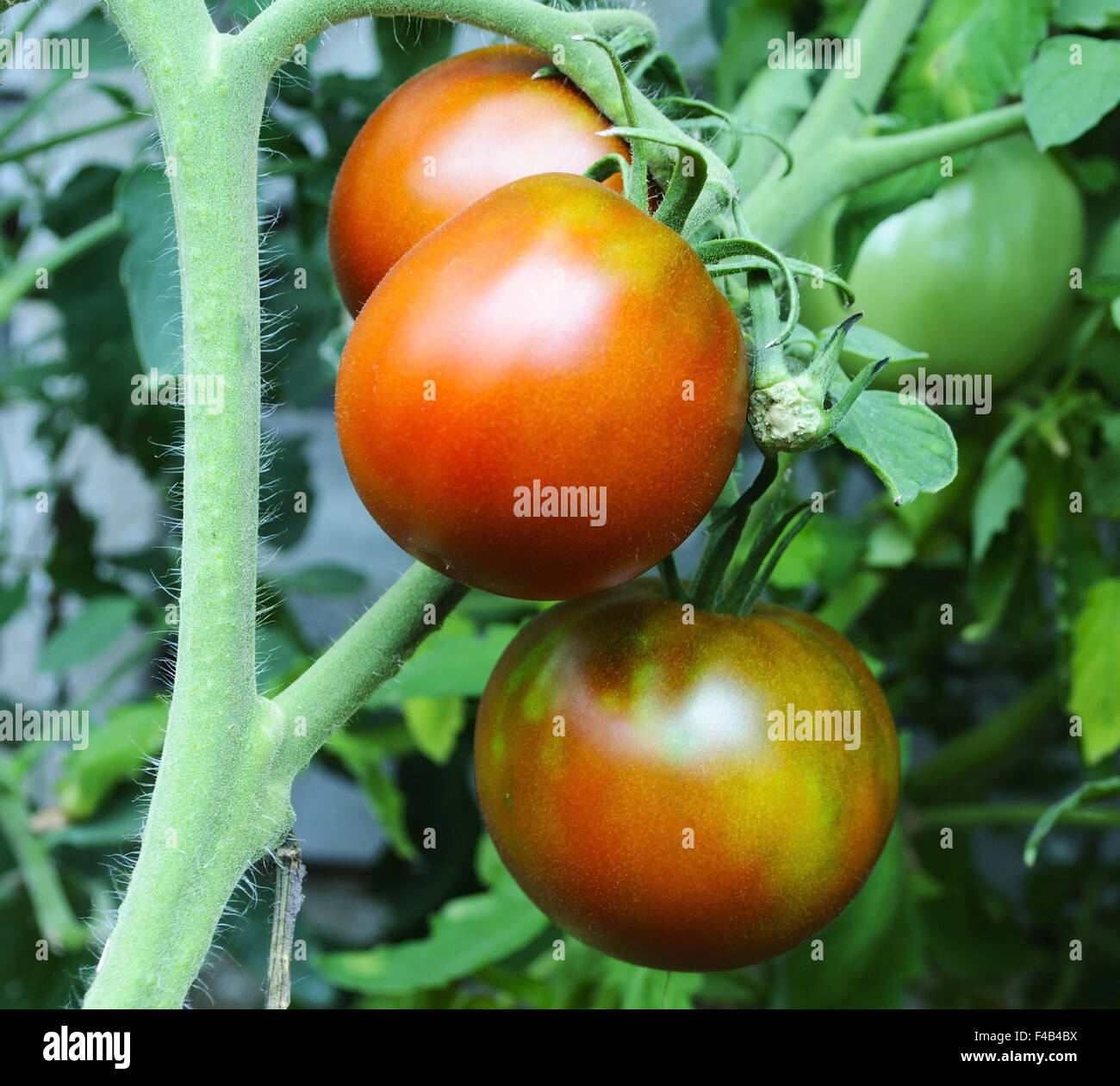 Vegetation tomatoes hi-res stock photography and images - Alamy