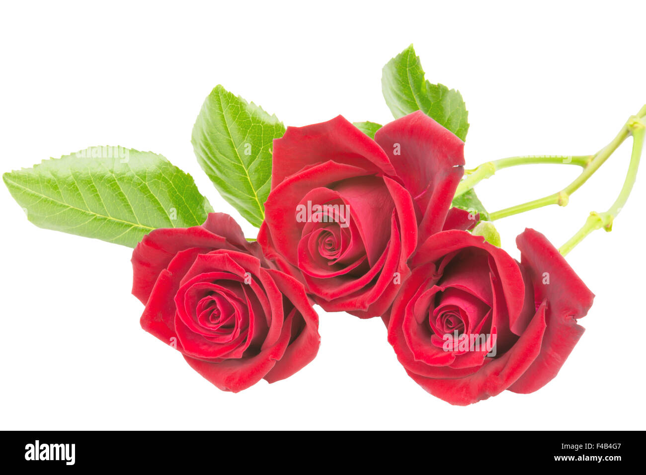 Three red roses Stock Photo - Alamy