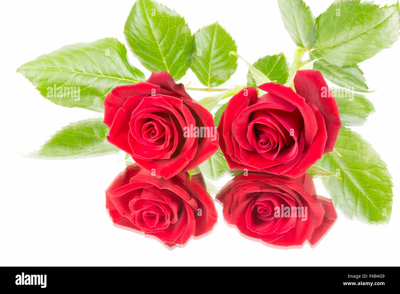 Two red roses on a mirror Stock Photo - Alamy