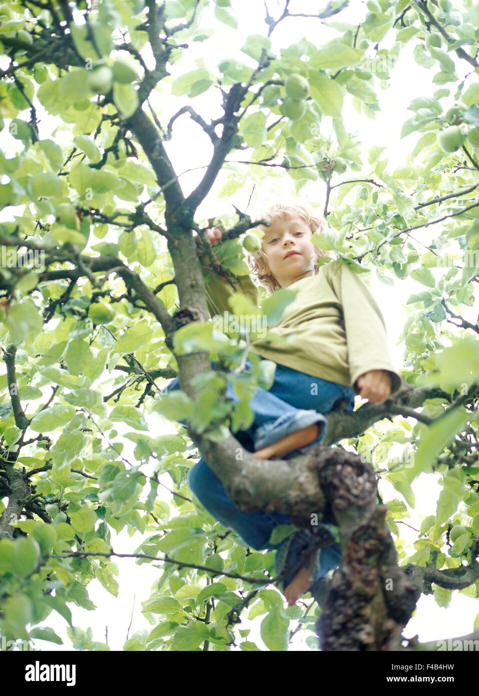 Boy climbing tree barefoot hi-res stock photography and images - Alamy