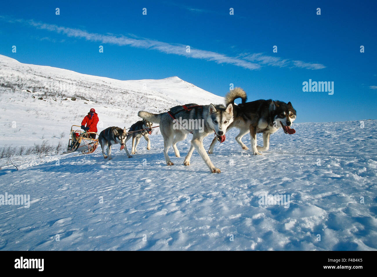 color image dog dog team domestic animals draught dog horizontal ...