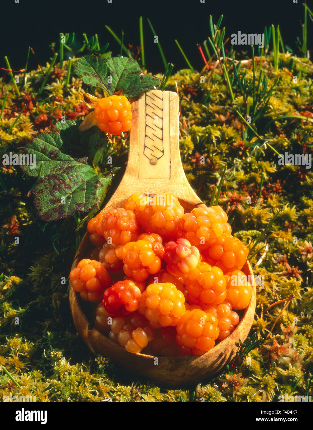 berry catalogue 2 close-up cloudberry color image detail drinking ...