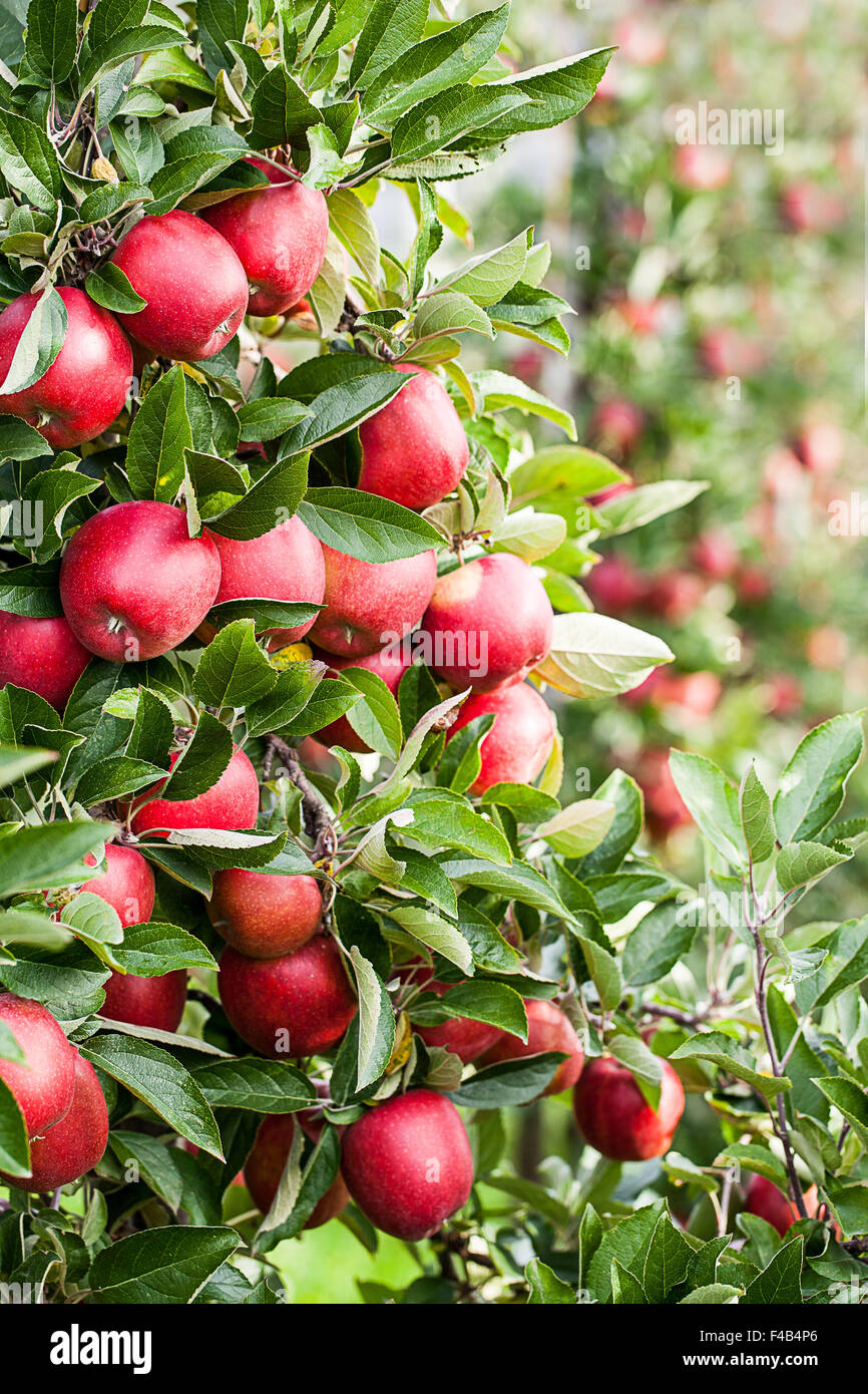 Red mature healthy apples Stock Photo - Alamy