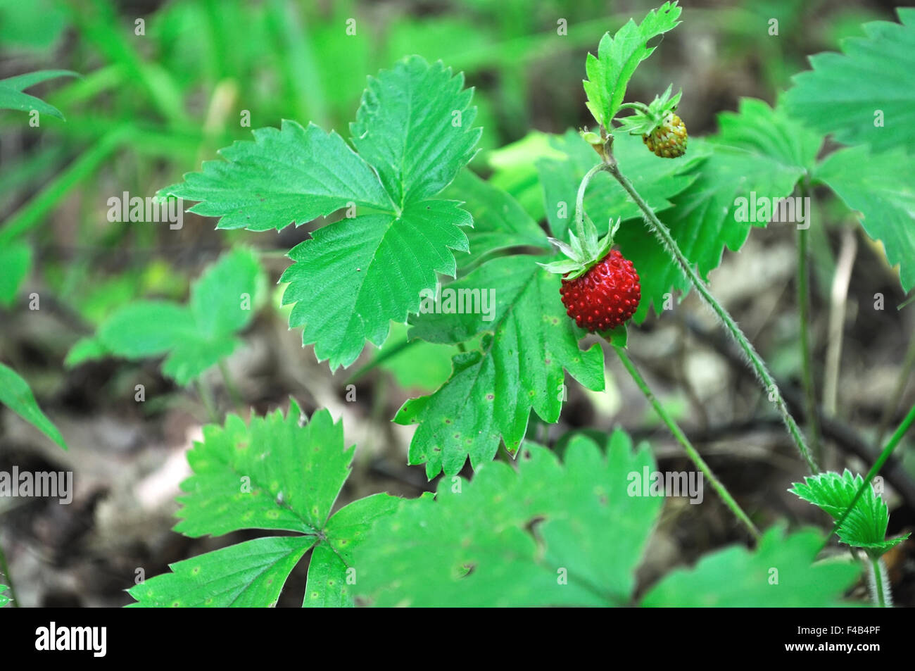 Wild strawberry in grass Stock Photo - Alamy