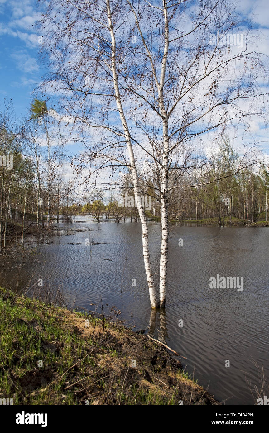 Water birch hi-res stock photography and images - Alamy